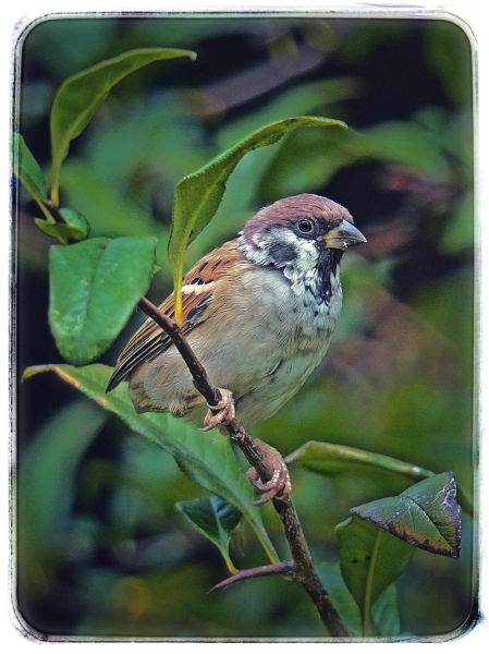 麻雀是国家二级保护动物吗_如何区分常见麻雀-第1张图片-山城妙识