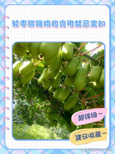 软枣猕猴桃功效_软枣猕猴桃怎么吃-第2张图片-山城妙识