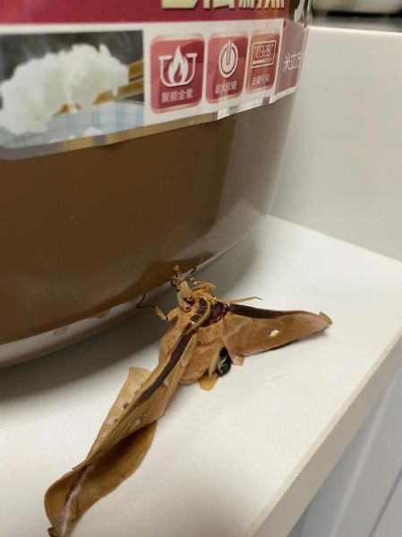 蚕蛹怎么变成蛾子_蚕蛹变蛾子要多久-第2张图片-山城妙识