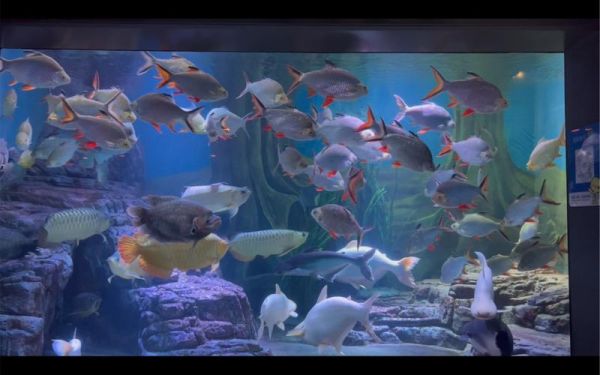 鱼图片高清_如何拍出细节清晰的水族大片-第1张图片-山城妙识 鱼图片高清_如何拍出细节清晰的水族大片-第1张图片-山城妙识