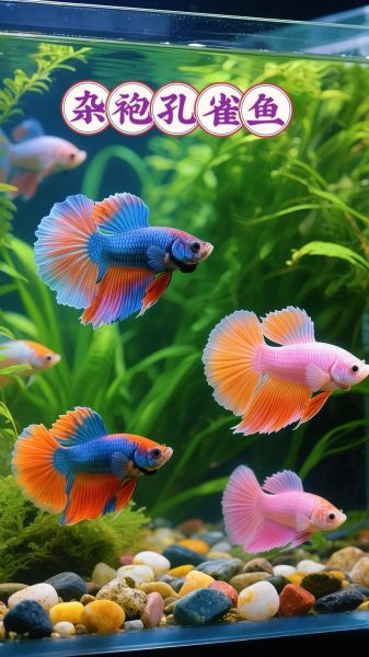 鱼图片高清_如何拍出细节清晰的水族大片-第2张图片-山城妙识 鱼图片高清_如何拍出细节清晰的水族大片-第2张图片-山城妙识