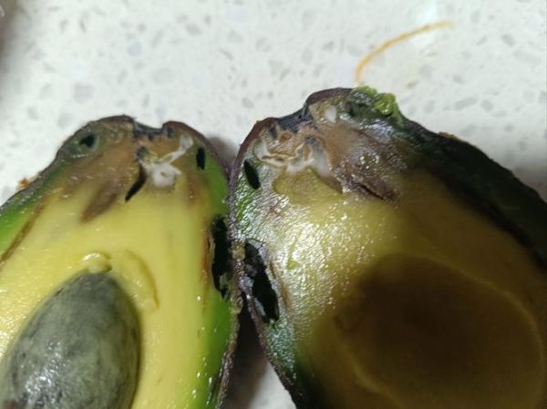 牛油果过敏人群有哪些_牛油果禁忌人群-第1张图片-山城妙识 牛油果过敏人群有哪些_牛油果禁忌人群-第1张图片-山城妙识