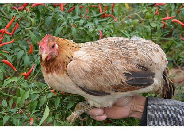 柴鸡养殖视频_柴鸡养殖技术要点-第1张图片-山城妙识