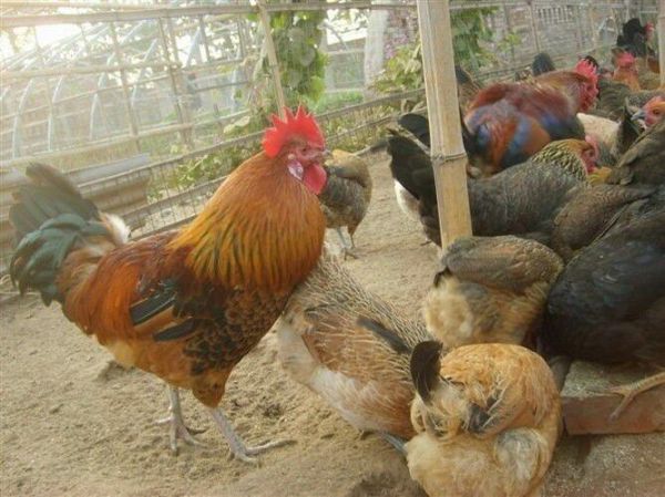 柴鸡养殖视频_柴鸡养殖技术要点-第3张图片-山城妙识