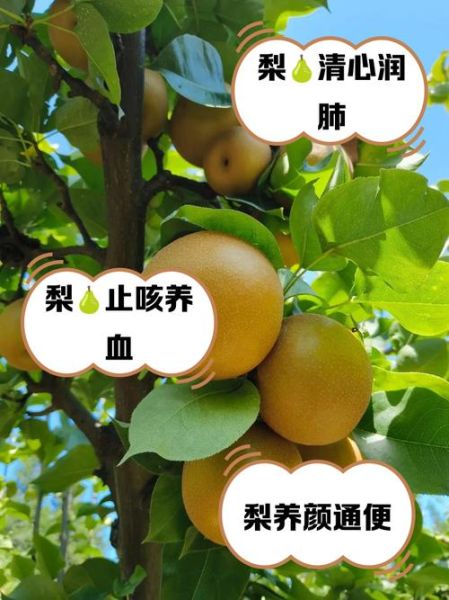 女人吃梨的好处_梨对女性的功效与作用-第1张图片-山城妙识 女人吃梨的好处_梨对女性的功效与作用-第1张图片-山城妙识