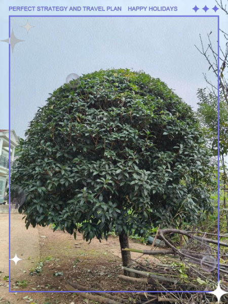 玉桂树图片_如何辨别真假玉桂树-第1张图片-山城妙识