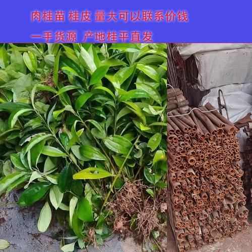 玉桂树图片_如何辨别真假玉桂树-第2张图片-山城妙识