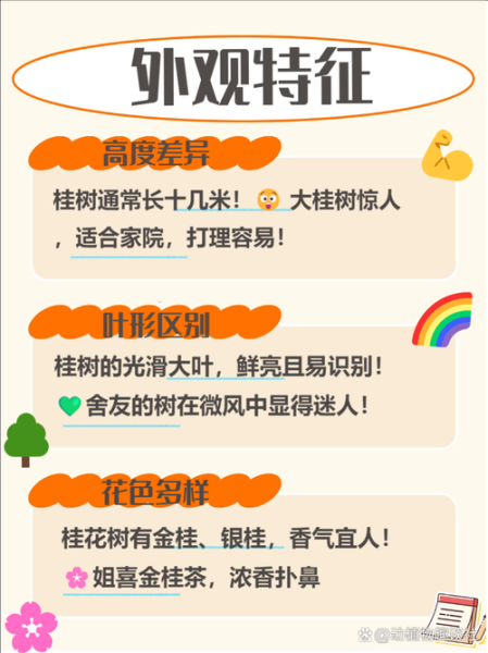 玉桂树图片_如何辨别真假玉桂树-第3张图片-山城妙识