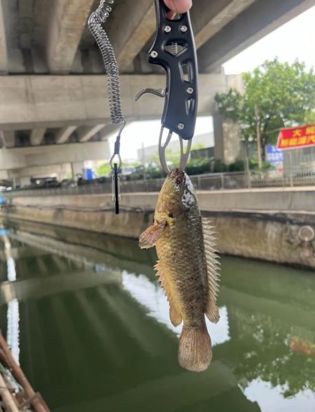 攀鲈鱼吃什么食物_攀鲈鱼人工饲养喂什么-第2张图片-山城妙识 攀鲈鱼吃什么食物_攀鲈鱼人工饲养喂什么-第2张图片-山城妙识