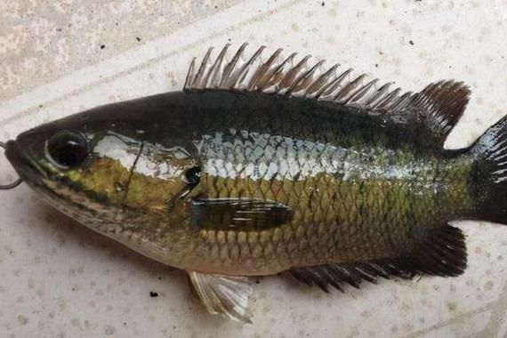 攀鲈鱼吃什么食物_攀鲈鱼人工饲养喂什么-第3张图片-山城妙识 攀鲈鱼吃什么食物_攀鲈鱼人工饲养喂什么-第3张图片-山城妙识