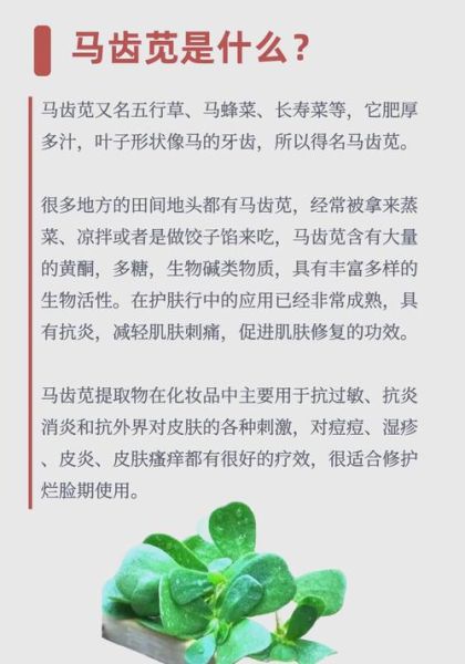 马齿苋对皮肤的功效与作用_马齿苋能修复敏感肌吗-第1张图片-山城妙识 马齿苋对皮肤的功效与作用_马齿苋能修复敏感肌吗-第1张图片-山城妙识