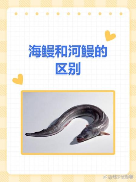 海鳗龙是什么_海鳗龙和鳗鱼区别-第1张图片-山城妙识 海鳗龙是什么_海鳗龙和鳗鱼区别-第1张图片-山城妙识