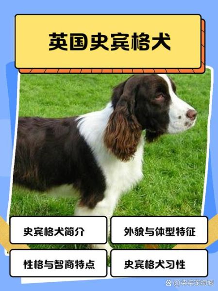史宾格犬多少钱一只_史宾格犬价格影响因素-第2张图片-山城妙识