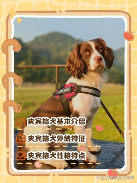 史宾格犬多少钱一只_史宾格犬价格影响因素-第3张图片-山城妙识