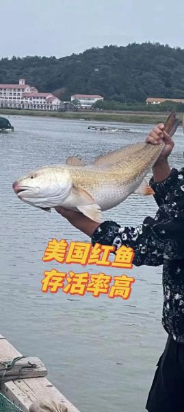 美国红鱼怎么钓_美国红鱼营养价值-第1张图片-山城妙识