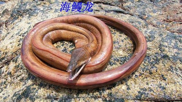 海鳗龙是什么_海鳗龙和鳗鱼区别-第3张图片-山城妙识 海鳗龙是什么_海鳗龙和鳗鱼区别-第3张图片-山城妙识