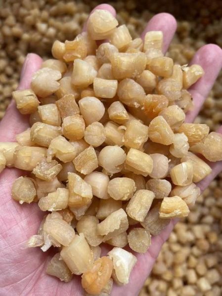 活的干贝长什么样子_新鲜干贝外形特征-第1张图片-山城妙识