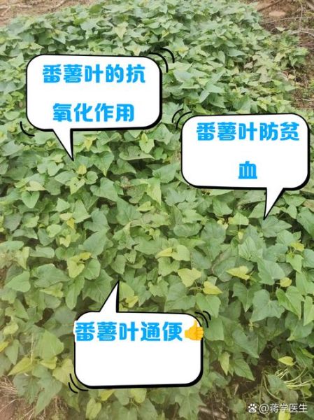 红薯叶的营养价值_红薯叶怎么吃最健康-第2张图片-山城妙识