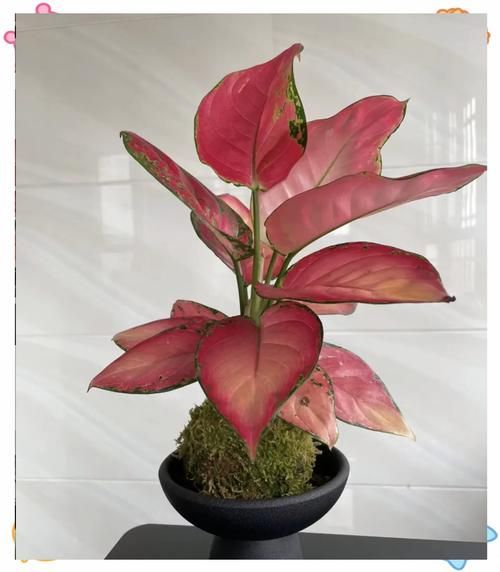 十大吉利花有哪些_如何挑选开运花卉-第1张图片-山城妙识 十大吉利花有哪些_如何挑选开运花卉-第1张图片-山城妙识