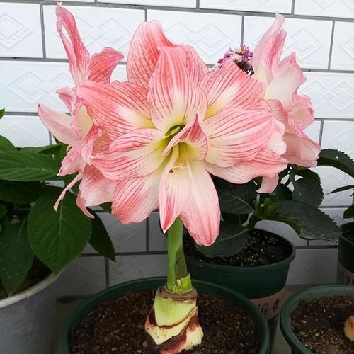 十大吉利花有哪些_如何挑选开运花卉-第3张图片-山城妙识 十大吉利花有哪些_如何挑选开运花卉-第3张图片-山城妙识