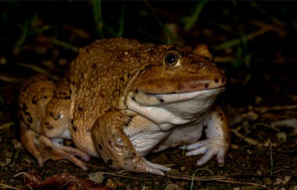 虎纹蛙长什么样_虎纹蛙有毒吗-第1张图片-山城妙识