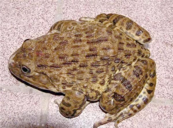 虎纹蛙长什么样_虎纹蛙有毒吗-第2张图片-山城妙识