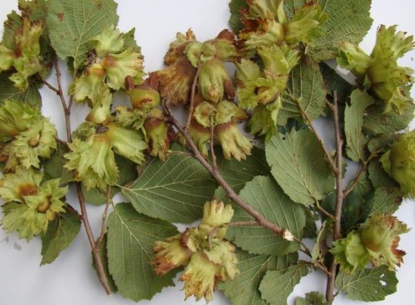 榛子长在什么树上_榛子树长什么样-第1张图片-山城妙识 榛子长在什么树上_榛子树长什么样-第1张图片-山城妙识