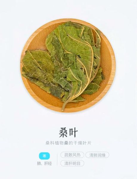 桑叶的功效与作用_桑叶的禁忌有哪些-第3张图片-山城妙识