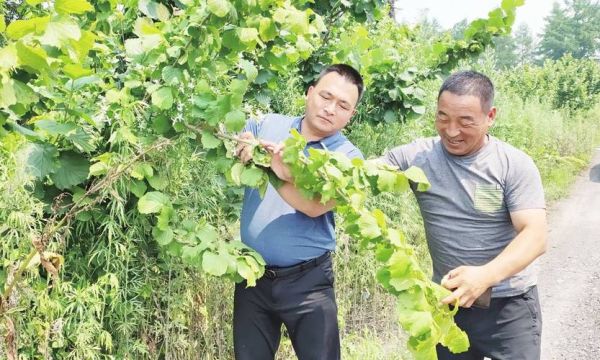 榛子长在什么树上_榛子树长什么样-第3张图片-山城妙识 榛子长在什么树上_榛子树长什么样-第3张图片-山城妙识