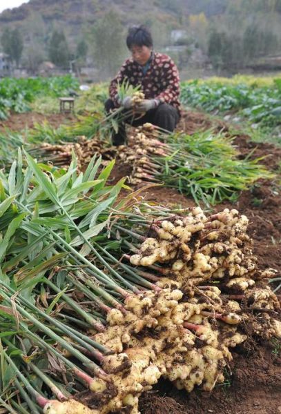 生姜种植成本与利润_每亩能赚多少钱-第1张图片-山城妙识