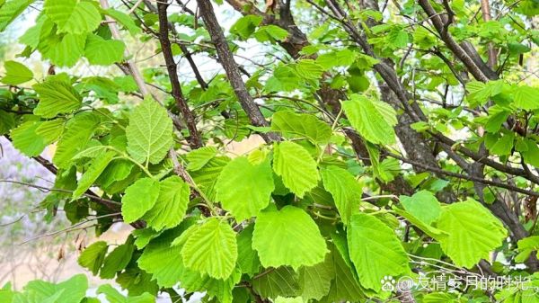 榛子长在什么树上_榛子树长什么样-第2张图片-山城妙识 榛子长在什么树上_榛子树长什么样-第2张图片-山城妙识