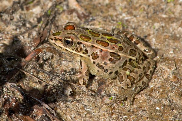 虎纹蛙长什么样_虎纹蛙有毒吗-第3张图片-山城妙识