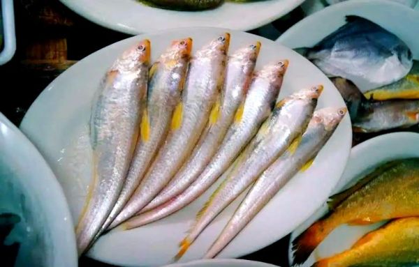 凤尾鱼图片大全大图_凤尾鱼高清图怎么找-第3张图片-山城妙识 凤尾鱼图片大全大图_凤尾鱼高清图怎么找-第3张图片-山城妙识