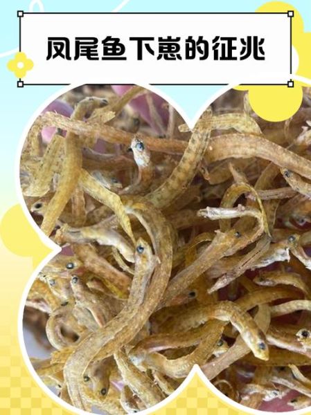 凤尾鱼图片大全大图_凤尾鱼高清图怎么找-第1张图片-山城妙识 凤尾鱼图片大全大图_凤尾鱼高清图怎么找-第1张图片-山城妙识