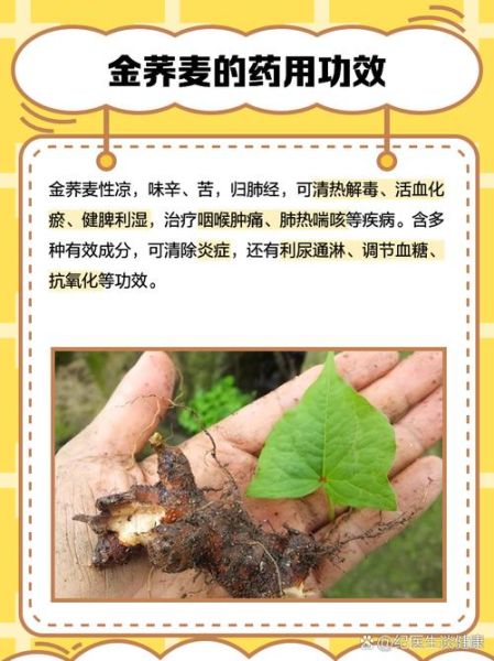 金荞麦片长期吃有副作用吗_金荞麦片能长期吃吗-第1张图片-山城妙识