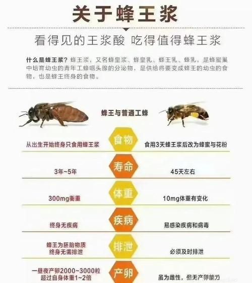 蜂王浆的功效与副作用有哪些_适合什么人吃-第1张图片-山城妙识 蜂王浆的功效与副作用有哪些_适合什么人吃-第1张图片-山城妙识