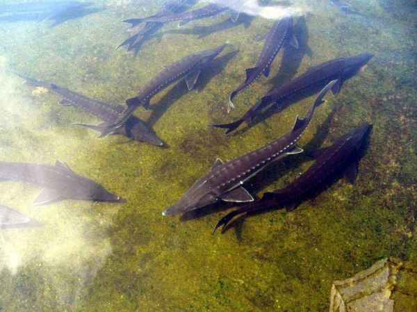 中华鲟鱼图片大全大图_高清细节哪里找-第2张图片-山城妙识