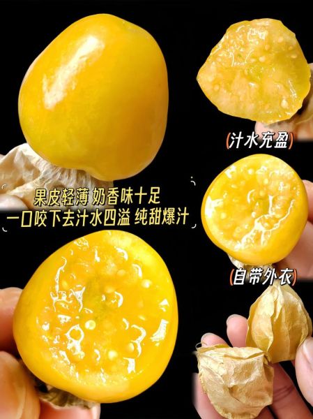 东北姑娘果是什么_东北姑娘果怎么吃-第1张图片-山城妙识