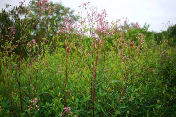 罗布麻长什么样_罗布麻植物图片特征-第2张图片-山城妙识
