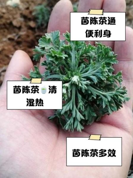 茵陈和什么搭配最好_茵陈十大最佳搭配-第2张图片-山城妙识