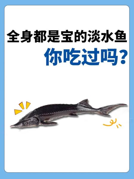 中华鲟鱼可以吃吗_中华鲟鱼食用法律风险-第1张图片-山城妙识 中华鲟鱼可以吃吗_中华鲟鱼食用法律风险-第1张图片-山城妙识