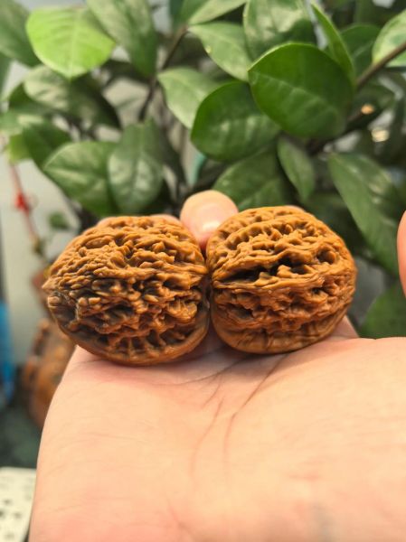 核桃文玩怎么盘_核桃文玩包浆多久变色-第2张图片-山城妙识 核桃文玩怎么盘_核桃文玩包浆多久变色-第2张图片-山城妙识