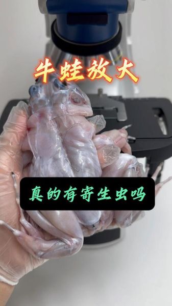 牛蛙寄生虫多吗_牛蛙寄生虫怎么彻底去除-第1张图片-山城妙识