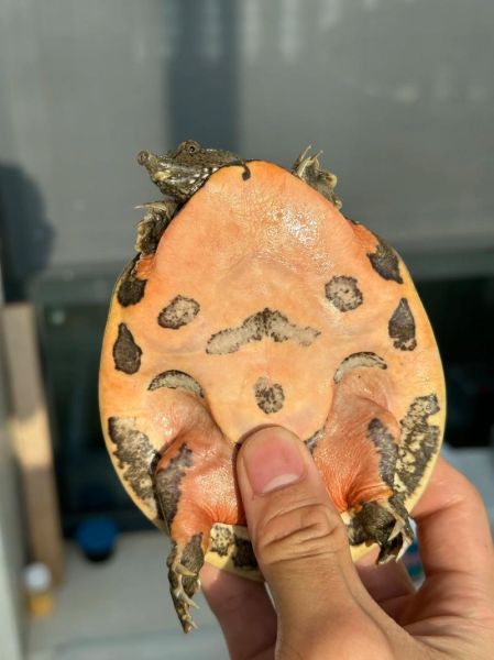 甲鱼苗吃什么食物_甲鱼苗一天喂几次-第2张图片-山城妙识