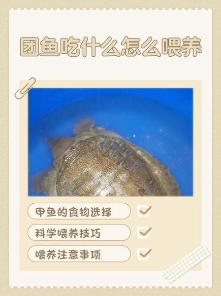 甲鱼苗吃什么食物_甲鱼苗一天喂几次-第1张图片-山城妙识