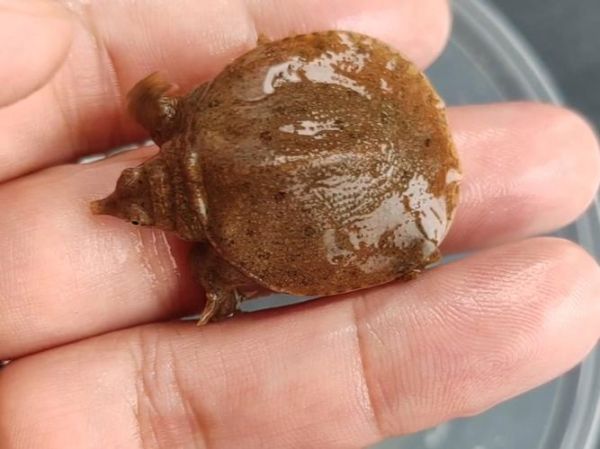 甲鱼苗吃什么食物_甲鱼苗一天喂几次-第3张图片-山城妙识