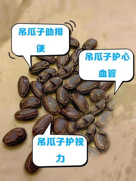 吊瓜子功效与作用禁忌_什么人不能吃吊瓜子-第1张图片-山城妙识