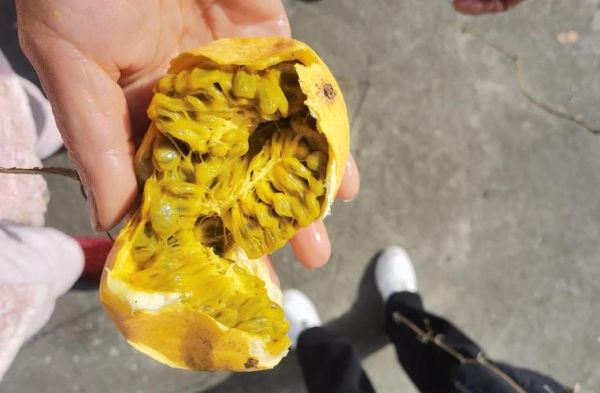 吊瓜子功效与作用禁忌_什么人不能吃吊瓜子-第3张图片-山城妙识