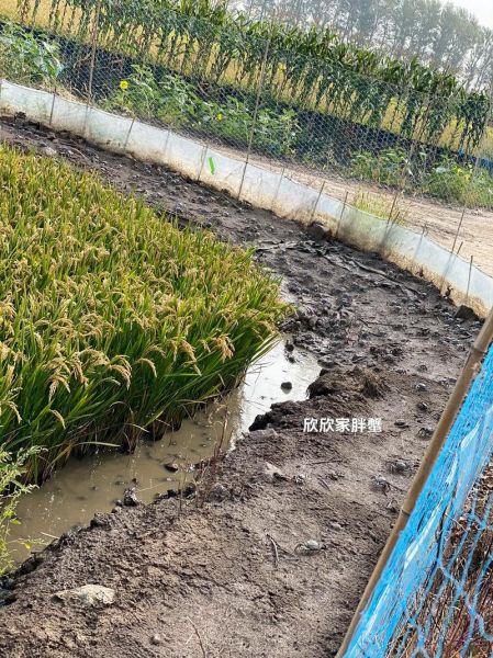 稻田蟹养殖技术_稻田蟹一亩能赚多少钱-第2张图片-山城妙识