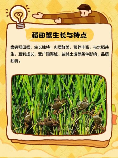 稻田蟹养殖技术_稻田蟹一亩能赚多少钱-第1张图片-山城妙识
